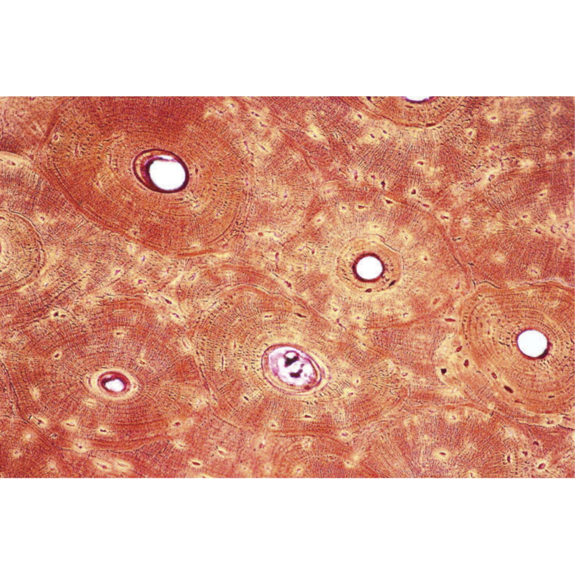 NeoSCI Neo/GUIDE Microscope Slides - Human Body Systems - Set of 20